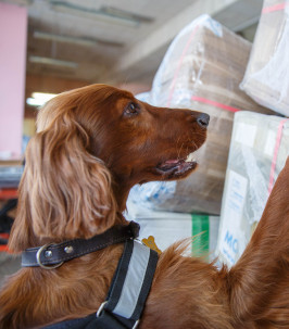 EDD Explosives Detection Dog – D-Scan Dog security